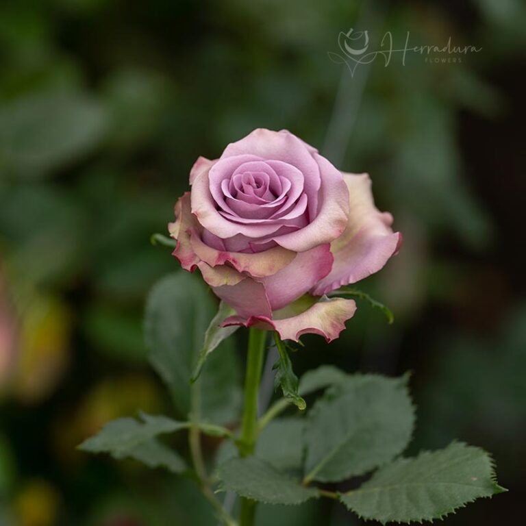 Herradura Flowers – Flowers from the Andes